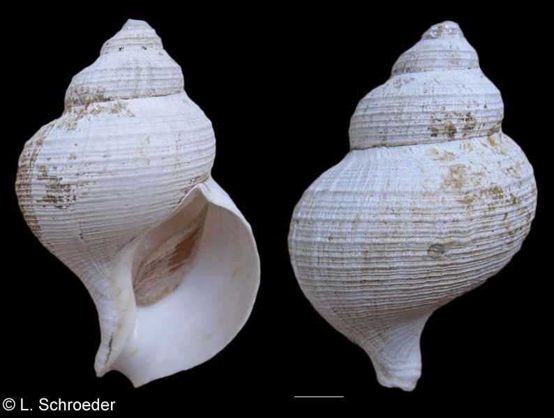 Gastropods - Buccinidae